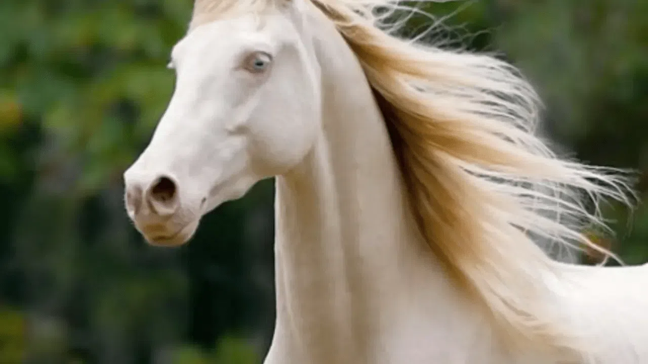Tout savoir sur le perlino cheval : caractéristiques et particularités ...
